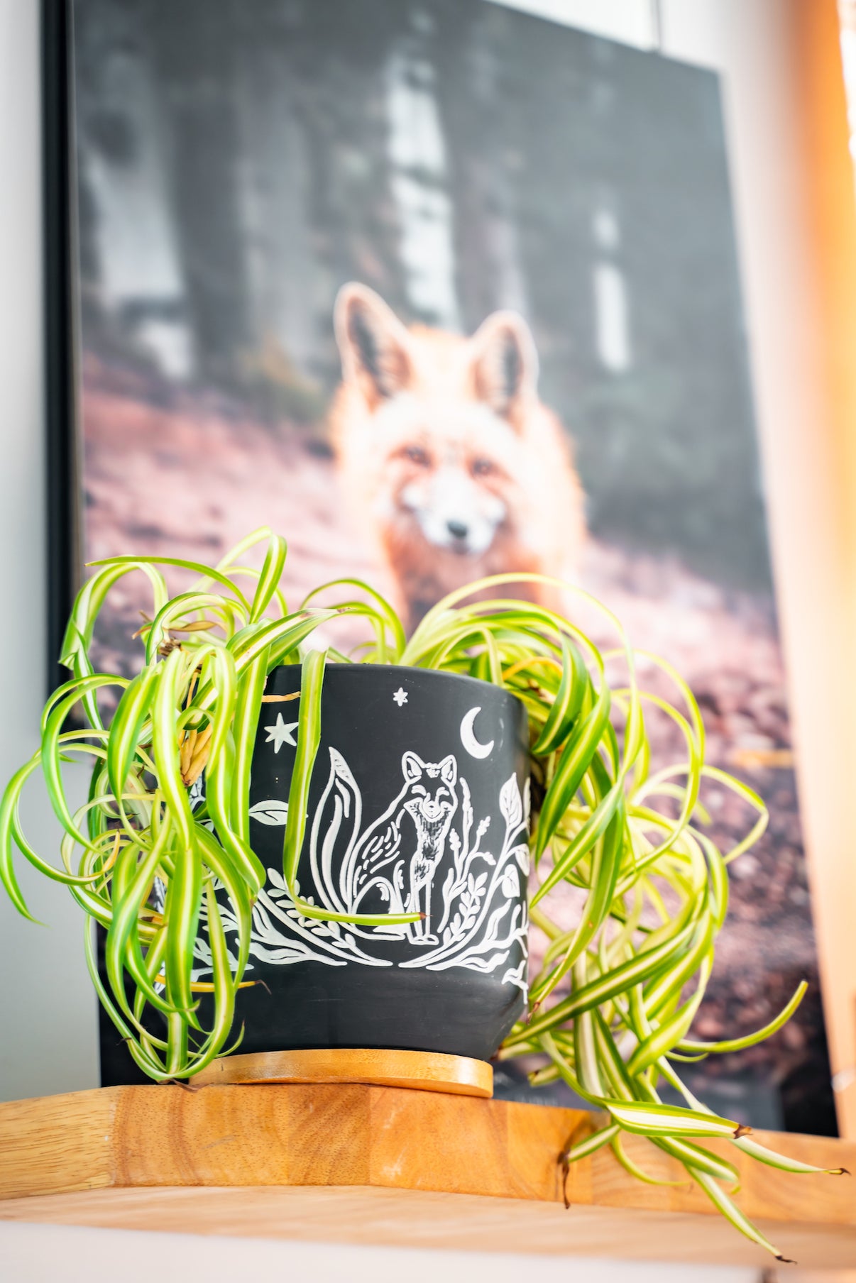 Blackout Terracotta Fox Planter | Drainage Hole with Wooden Tray | 6 ...